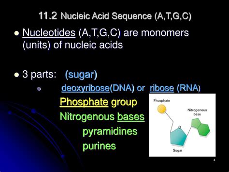 Chapter 11 DNA and the Language of Life (protein synthesis) - ppt download