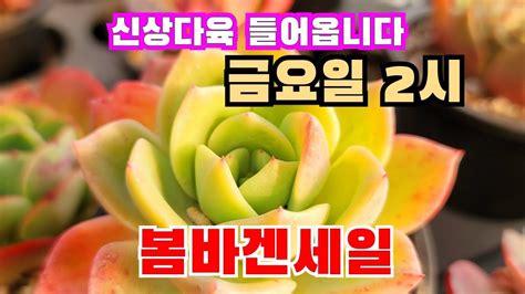 인천다육 ️내일2시 산지직송 신상다육이 세일판매합니다 🏡인천 남동구 호구포로400 ☎️ 010 5316 7402 Youtube