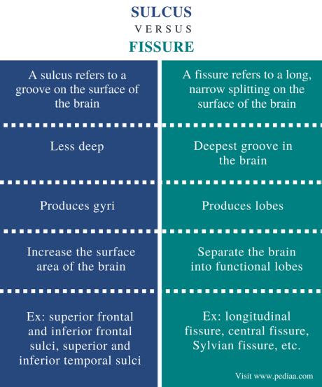 Difference Between Sulcus And Fissure Definition Facts Types