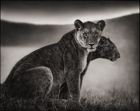 Nick Brandt Photography Holden Luntz Gallery