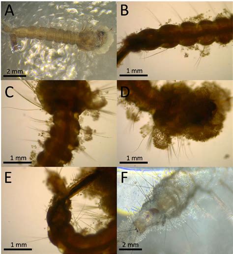 Figure 2 From Isolation Of A Novel Pythium Species P Thermoculicivorax And Trichoderma Sp
