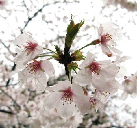 무료 이미지 분기 과일 꽃잎 식품 봄 높은 생기게 하다 물방울 플로라 벚꽃 사쿠라 고용하다 체리 꽃 그림집 안녕 입술 파워 샷 7 캐논 7