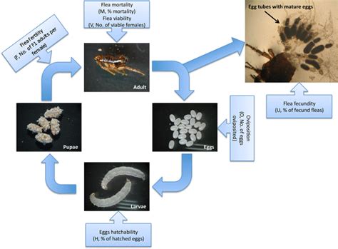 Cat Flea Ctenocephalides Felis Life Cycle And Vaccine Efficacy