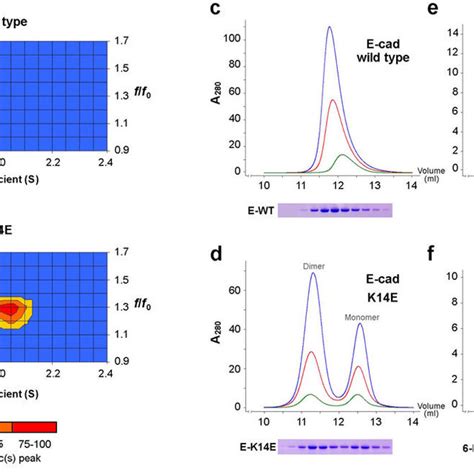 Sedimentation Velocity Auc And Size Exclusion Chromatography Of X Dimer Download Scientific