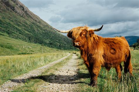 Iconic Cattle Of Scotland The Highland Cow Artofit
