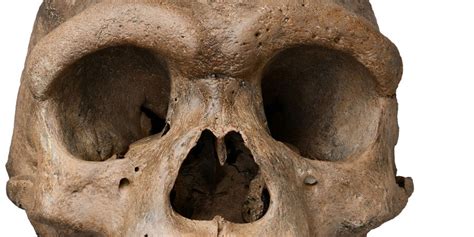 Australopithecus Skull Characteristics