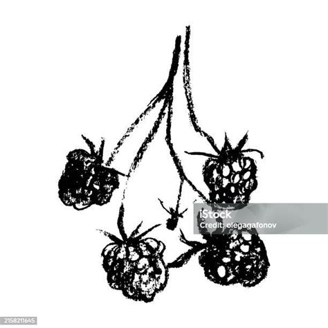 Simbol Raspberry Gambar Raspberry Untuk Desain Logo Berry Ilustrasi Stok Unduh Gambar Sekarang