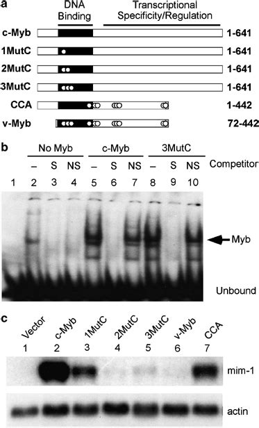 Dna Binding Domain Mutations In V Myb A Structures The Diagrams Download Scientific Diagram