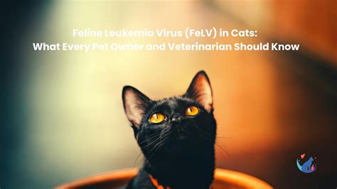 Cats And The Purr Physiology Psychology And Care