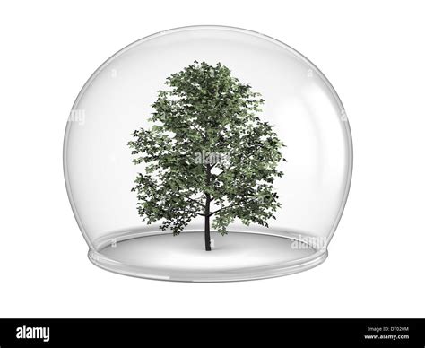 Tree Inside Glass Bowl Concept Of Environmental Protection And Conservation Isolated On White