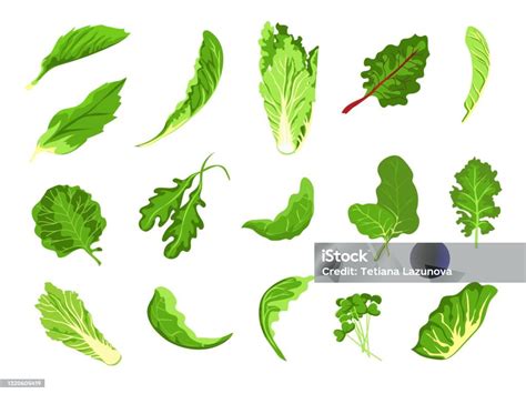 샐러드 잎 녹색 신선한 농장 음식 양상추 양배추 아루굴라 크레스와 케일 건강한 마이크로그린 새싹 유기농 잎 야채 벡터 세트 빙산 얼음 형태에 대한 스톡 벡터 아트 및 기타