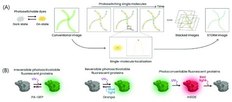 Single Molecule Localization Microscopy Smlm Ab The Principles Of Download Scientific