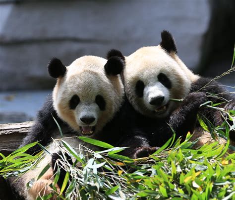 Process Pandas Dataframes With A Large Language Model Towards Data