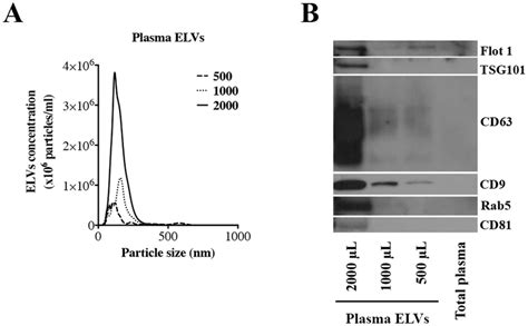 Nanoparticle Tracking Analysis Nta Determination Of The Download Scientific Diagram