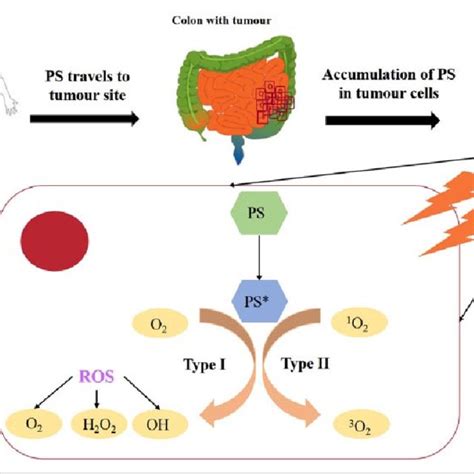 Pdf Targeted Photodynamic Therapy As Potential Treatment Modality For The Eradication Of Colon