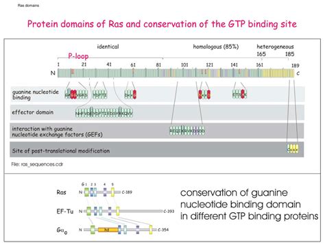 Ppt Gtp Binding Proteins And Protein Phosphorylation Powerpoint