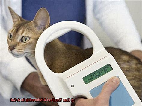 Can You Feel A Microchip In A Cat