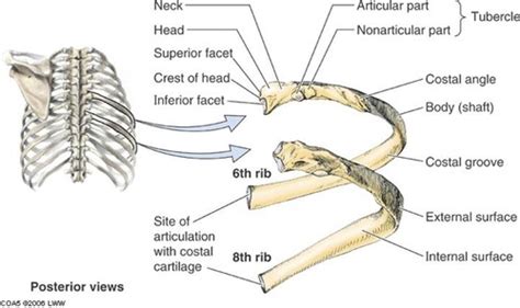 Vertebra And Rib Osteology Exam 3 Flashcards Quizlet