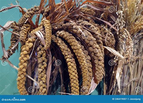 Millet Grain Specimen Stock Image Image Of Lily Gardening 246419007