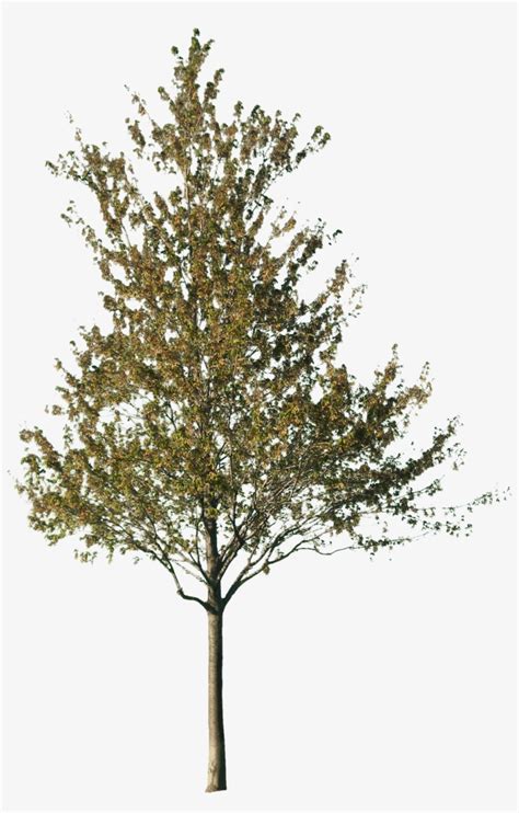 Tree Cutout Png Free Cliparts Download Images On Clipground