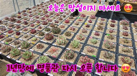1년에 단한번 오픈하는 매니아님 귀둥이 거둥이 아가들을 최대 80 할인판매 처음보는 아가들이 한가득 묵둥이 창 귀둥이