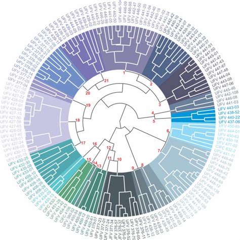 dendrogram obtained by the upgma method based on the dissimilarity