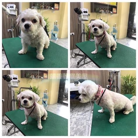 囍香萫寵美屋 仔仔 近年來開始受到皮膚病困擾 都沒能有以前可愛的造型 沒關係的 依舊一樣可愛呀 身體健康比較重要