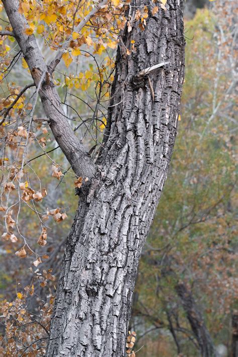 Cottonwood Trees Riparian Giants