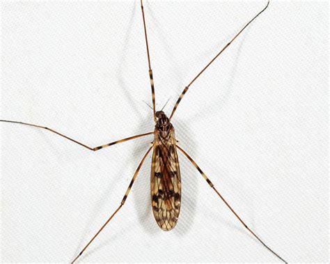 Limonia Bugguide Net