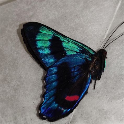 Morphidae Morpho Theseus Juturna Mounted Insects For Your Art Projects Or Entomology