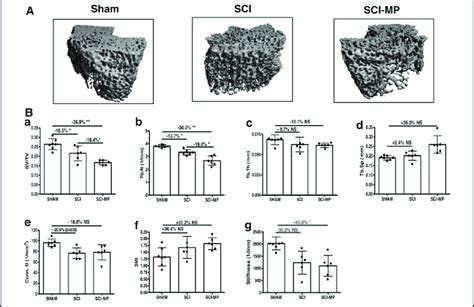 Effects Of Mp On Trabecular Microstructure After Acute Sci A