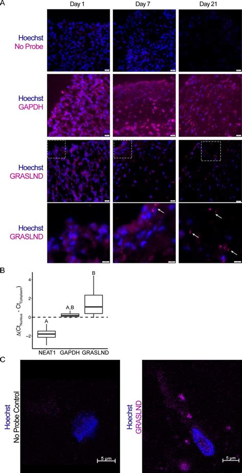 Figures And Data In Long Non Coding Rna Graslnd Enhances Chondrogenesis