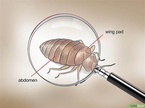 How To Recognize Bed Bugs Key Ways Of Identifying Them