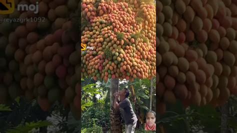 Aam Ka Tree Interesting Video Shorts Youtube