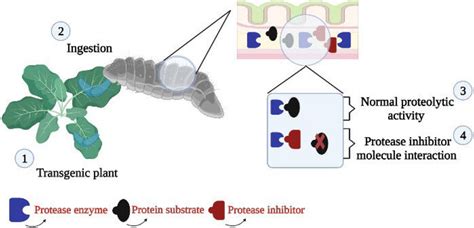 insecticidal activity of the protease inhibitor transgene following