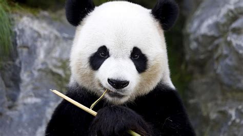 basic introduction to pandas python data analysis library by rahmat