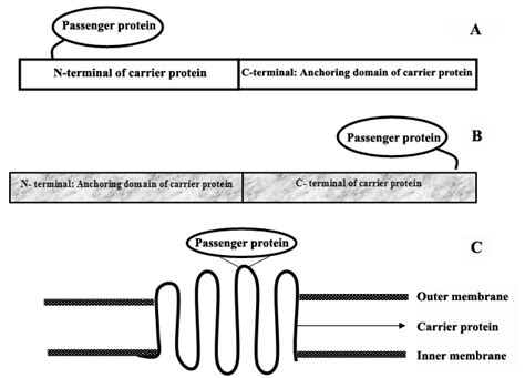 Various Gene Fusion Strategies In Bacteria A N Terminal Fusion B