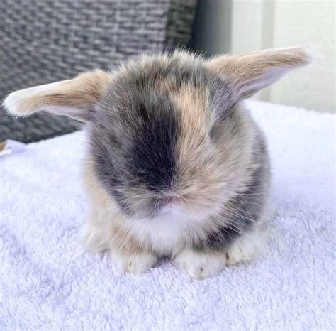 Fluffy Ball Of Pure Cuteness Scrolller