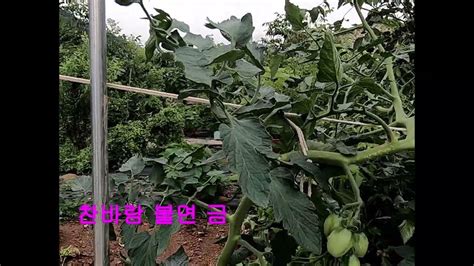 텃밭 토마토 ‘적심생장점 절단 현장영상 2023713목 토마토 토마토순치기 토마토곁순치기 곁순 곁순치기 곁순따기 순치기 순지르기 토마토