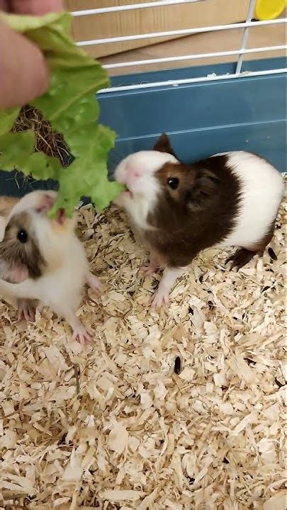 ზღვის გოჭი Youtube