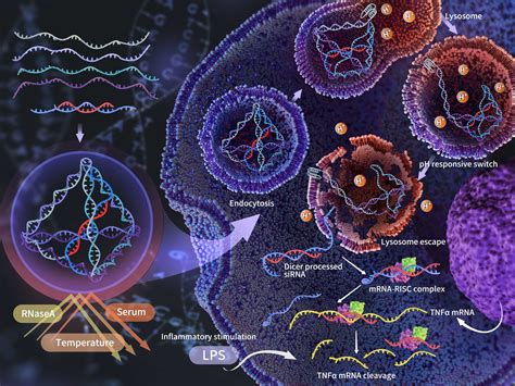 一种嵌入式搭载siRNA的四面体框架核酸及其用途 载药平台 研究与专利 云海生物