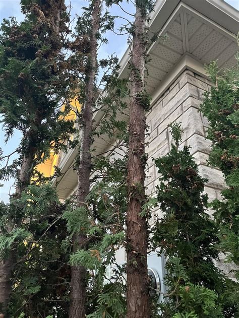 Cedar Dying Canada Rarborists