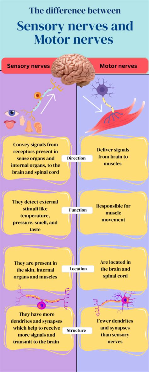 Types Of Sensory Nerves At Jose Derringer Blog
