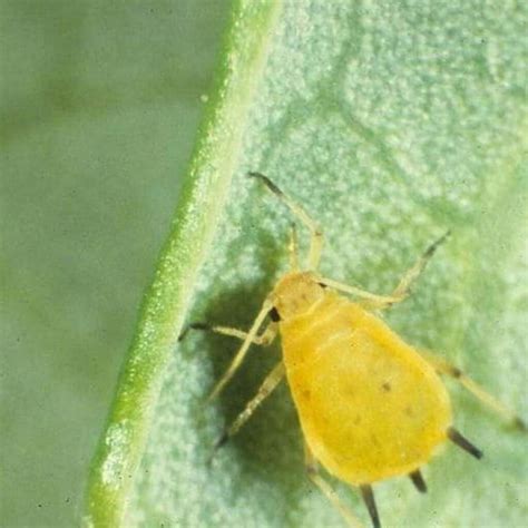 Melon Aphids What Are They And How To Control Them