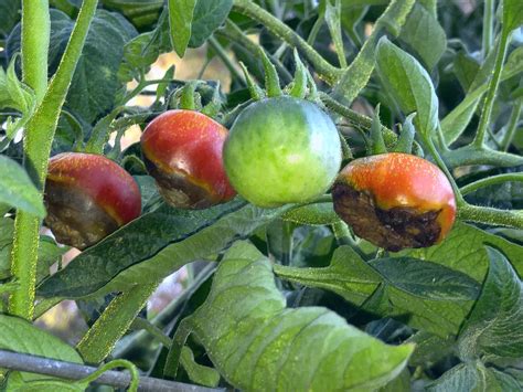 Tomato Growing Problems And Solutions Gardening In La