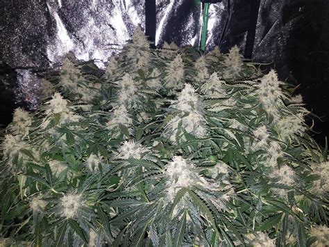 Gorilla Glue Auto Rnorthernmngrowers