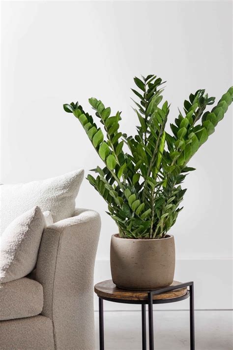 Vous Voulez Acheter Zamioculcas Zamiifolia Fleurdirect Fr