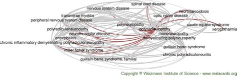 Polyradiculopathy Disease Malacards Research Articles Drugs Genes