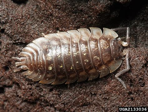 Pill Bugs Order Isopoda