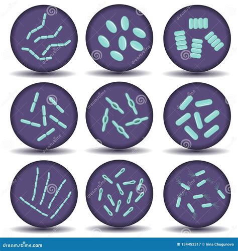 Bacillus Bacteria Classification Rod Shaped Shapes Of Bacteria
